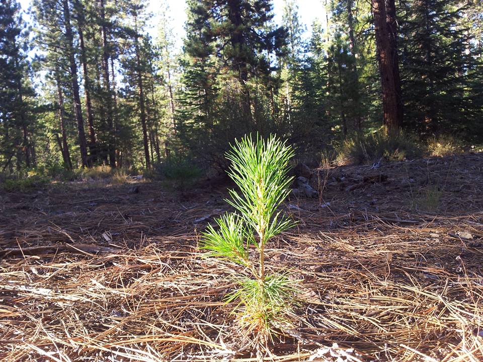 Waddle Ranch Planting - Take Care