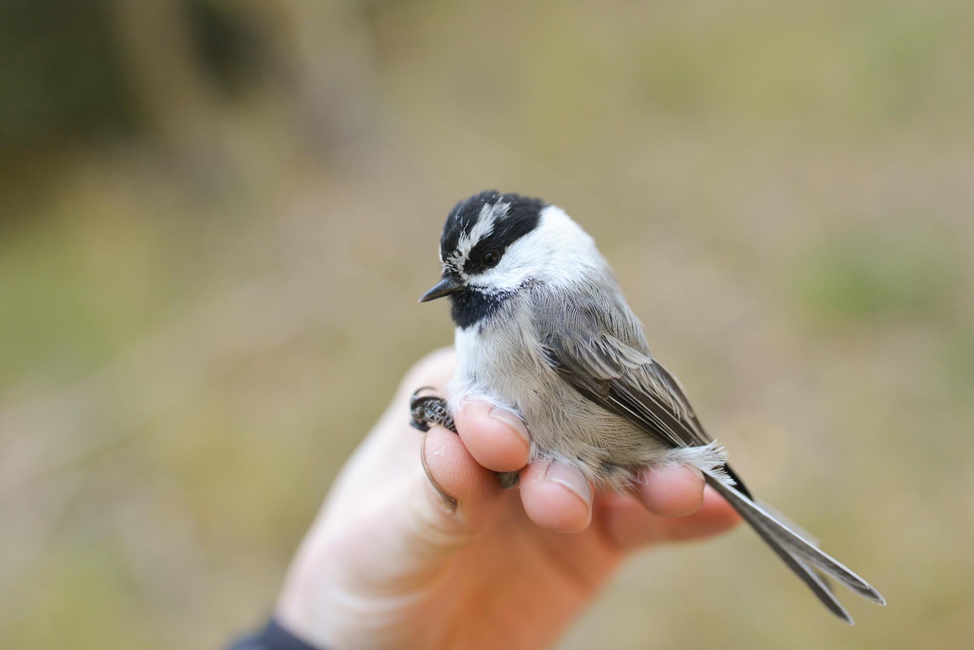 Foriver Bird Walk: Stampede Reservior - Take Care