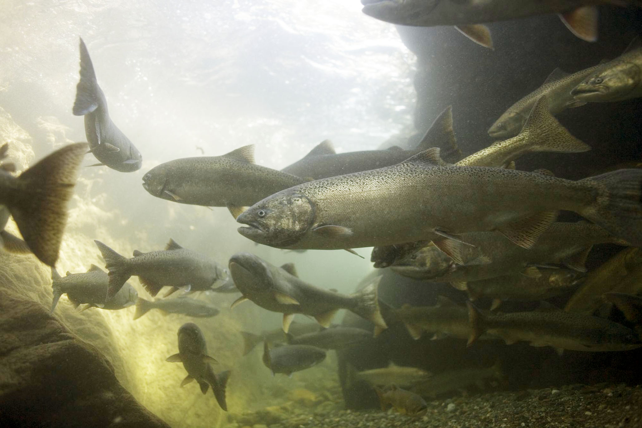 Evolution and Conservation of Salmon - Take Care