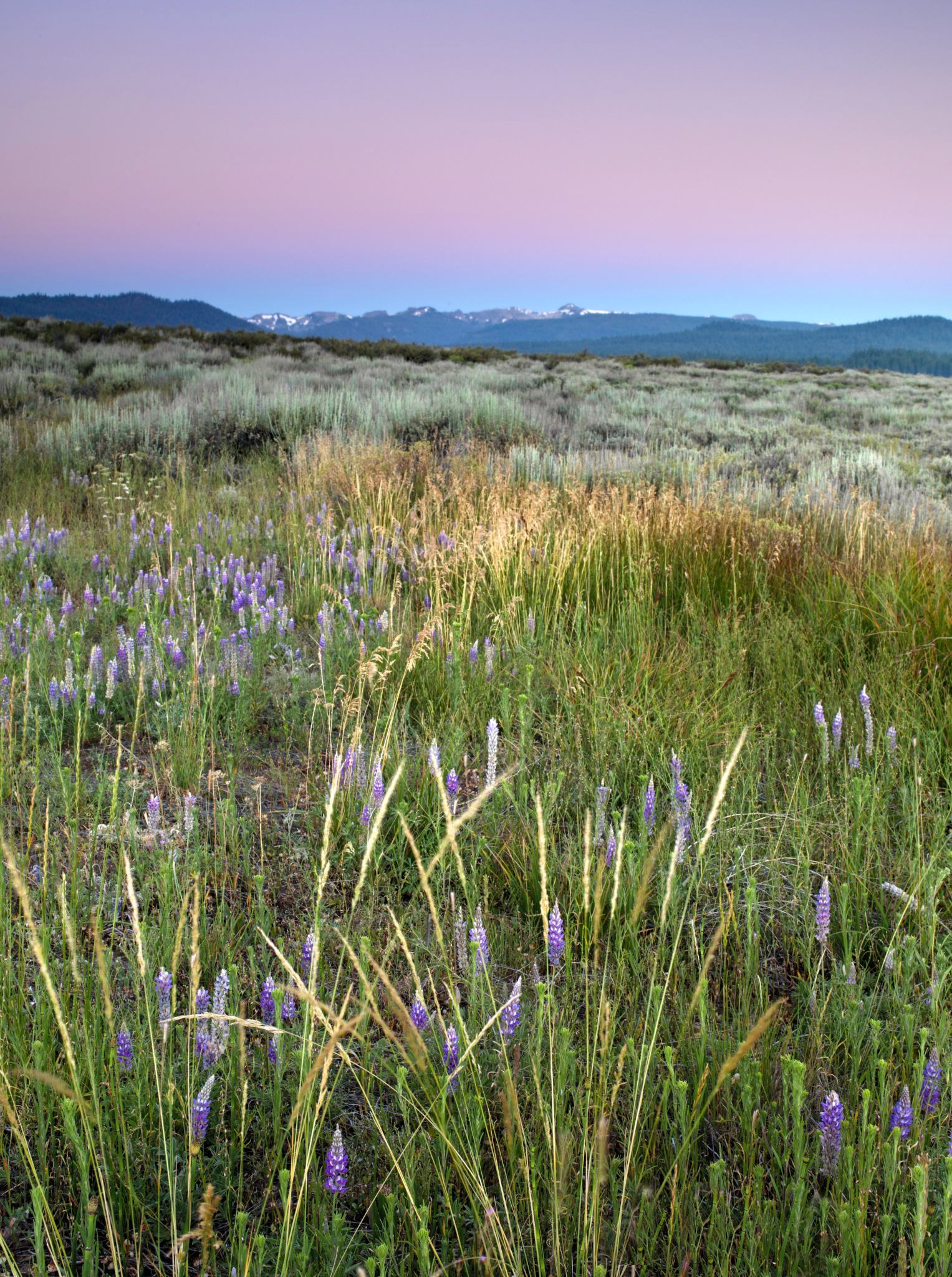 Take a Hike to Waddle Ranch Preserve with Truckee Donner Land Trust ...