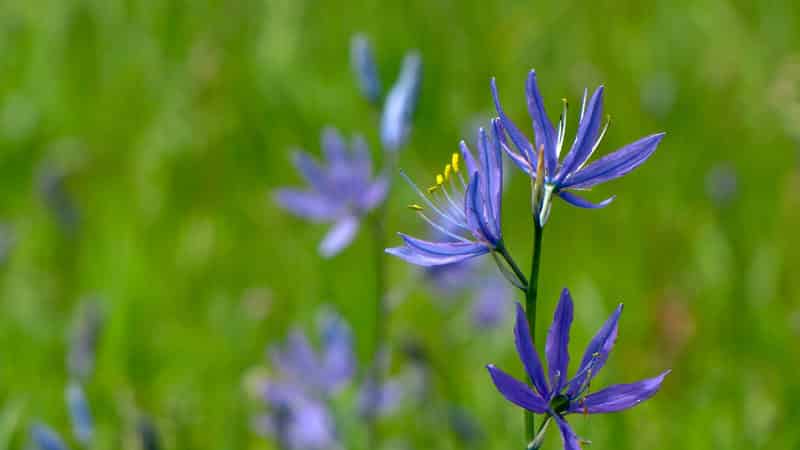 Sagehen Creek Wildflower Hike - Take Care