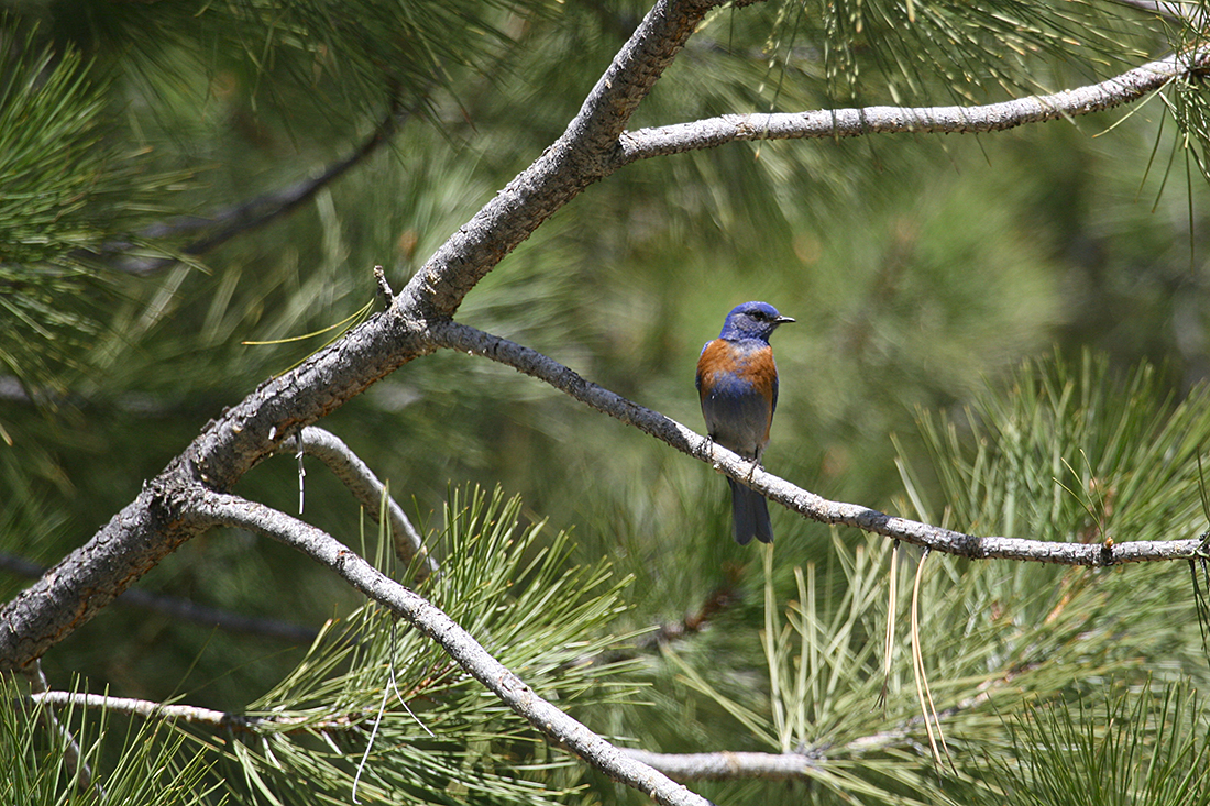 Birding by Ear: Bird Sounds of Lake Tahoe - Take Care