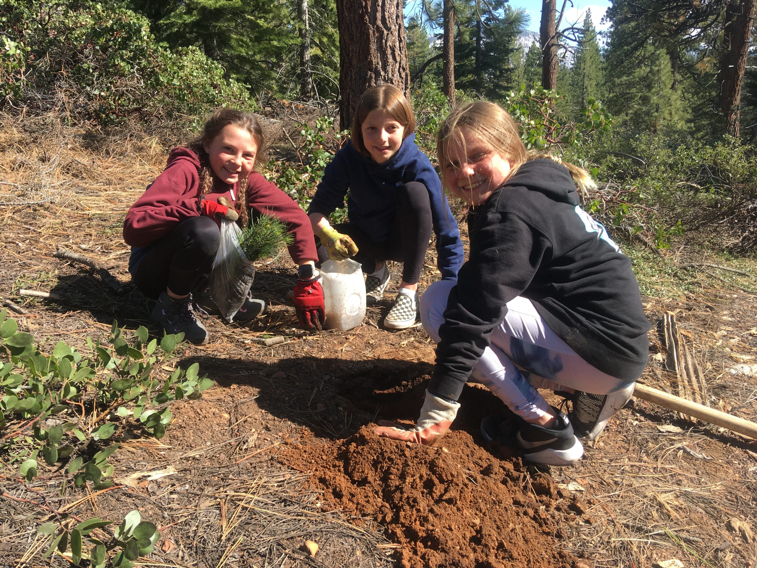 Tahoe Vista Community Sugar Pine Planting - Take Care